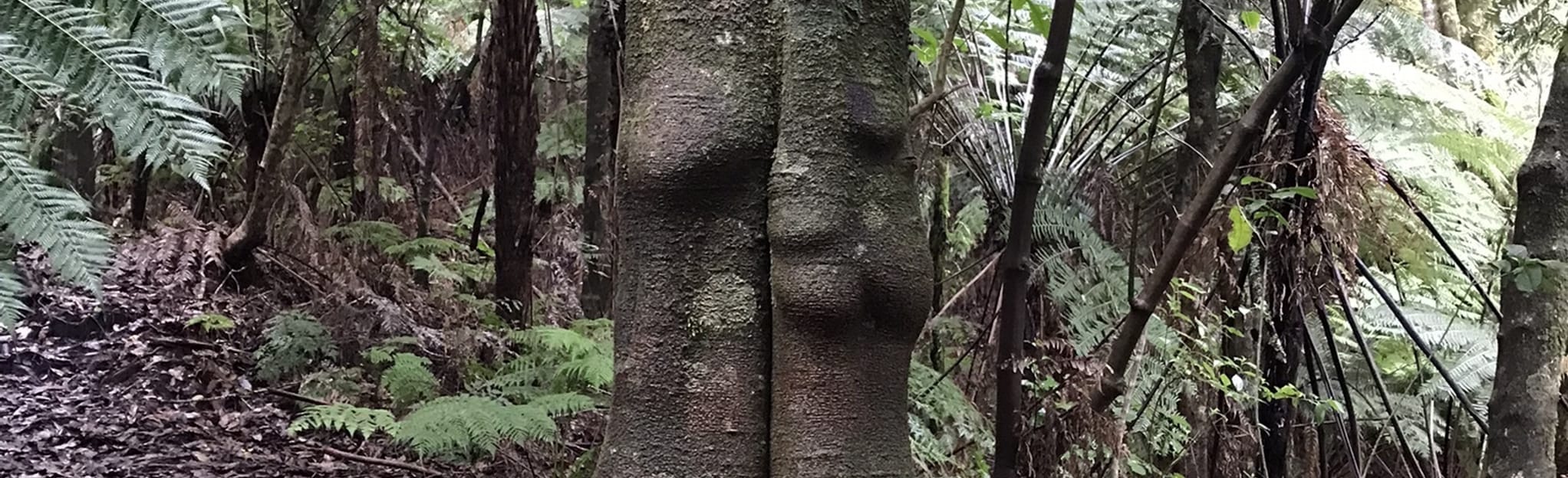 Karaponga Reserve Walk to The Rata Tree: 3 Reviews, Map - Bay of Plenty ...