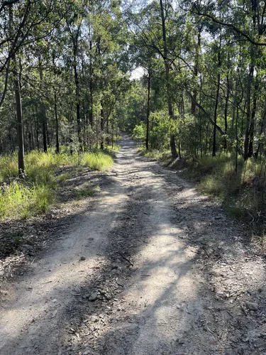 10 Best Hikes and Trails in Nerang National Park | AllTrails