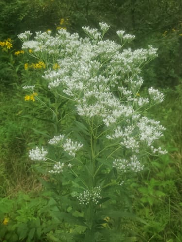 Best Hikes and Trails in Fort Daniel Conservation Area | AllTrails