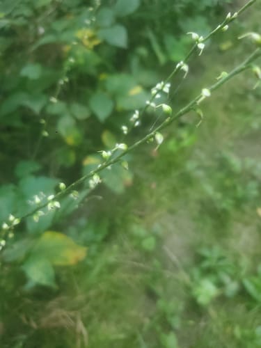 Best Hikes and Trails in Fort Daniel Conservation Area | AllTrails