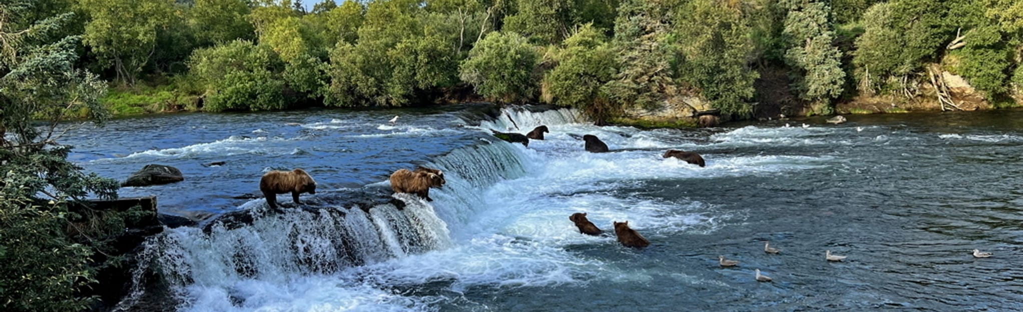 Brooks Lodge, Brooks River Bridge, Riffles Platform and Brooks Falls ...