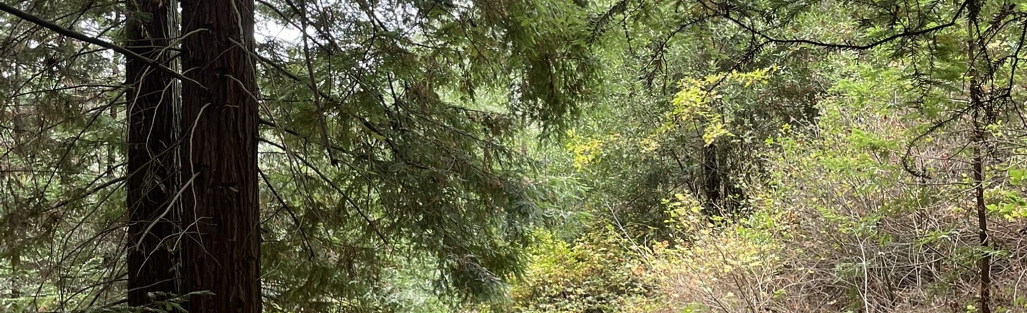 Willow and Summit House Trail, California - 103 Reviews, Map | AllTrails