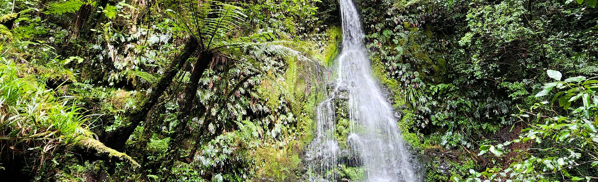 Maude Track to Mangakotukutuku Falls: 57 foto - Taranaki, Nuova Zelanda ...
