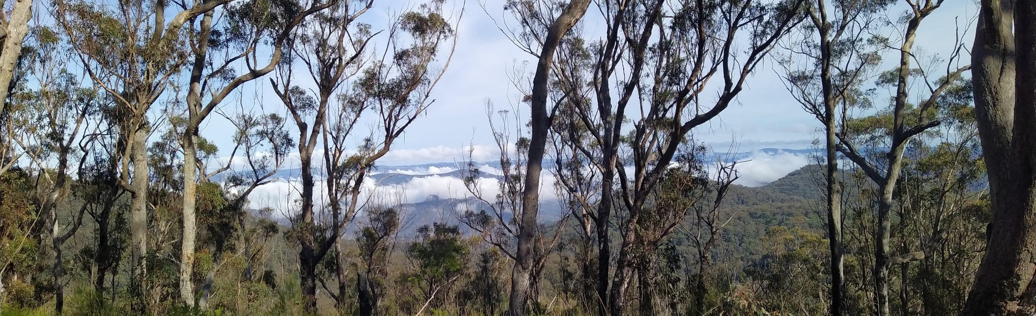 Green Gully Track: Full Loop, New South Wales, Australia - 17 Reviews ...
