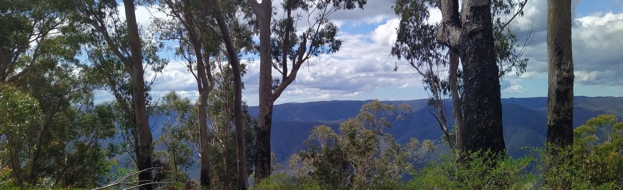 Green Gully Track: Day 4 Cedar Creek: 25 Reviews, Map - New South Wales ...