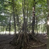 Banstead Woods Nature Circular, Surrey, England - 614 Reviews, Map ...