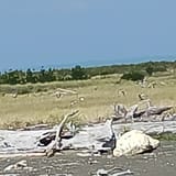 Damon Point State Park Trail, Washington - 476 Reviews, Map | AllTrails