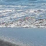 Damon Point State Park Trail, Washington - 476 Reviews, Map | AllTrails