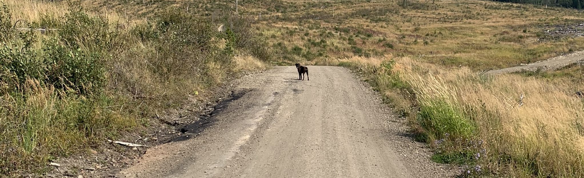 Baseline Shuttle Road: 5 Reviews, Map - Alberta, Canada | AllTrails