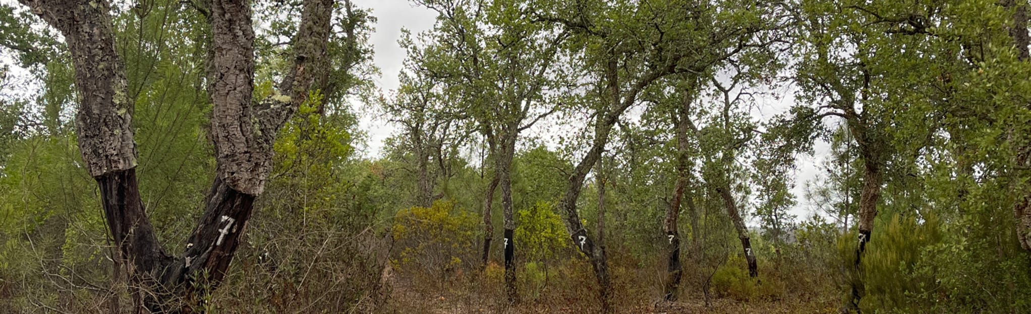 Algoceira e Floresta de Mira, Beja, Portugal - 2 Reviews, Map | AllTrails