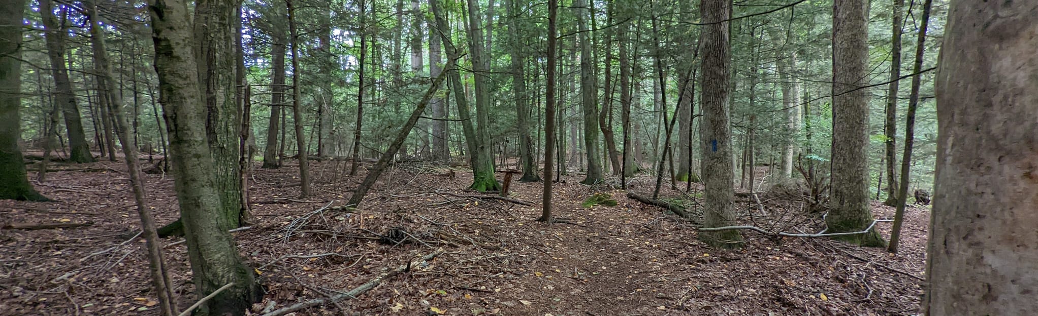 Beldon Forest: 72 Reviews, Map - Connecticut | AllTrails