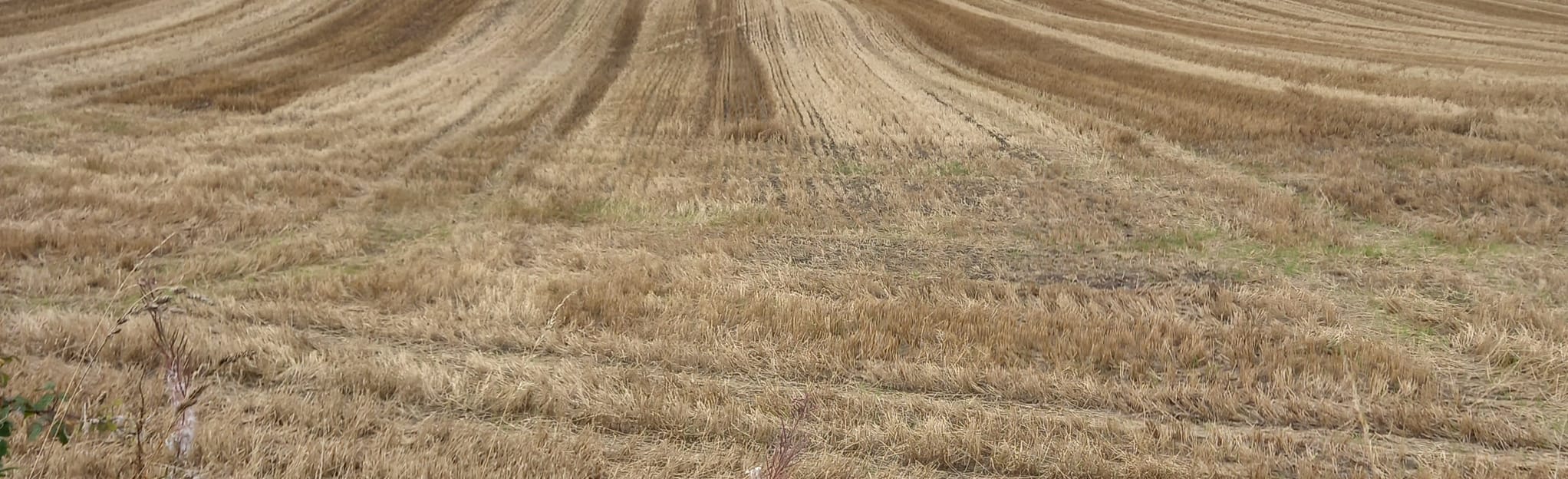 River Gryfe Circular | Map, Guide - Renfrewshire, Scotland | AllTrails