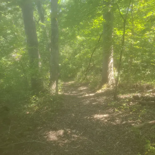 Best Hikes and Trails in Trice-Dedman Memorial Woods | AllTrails