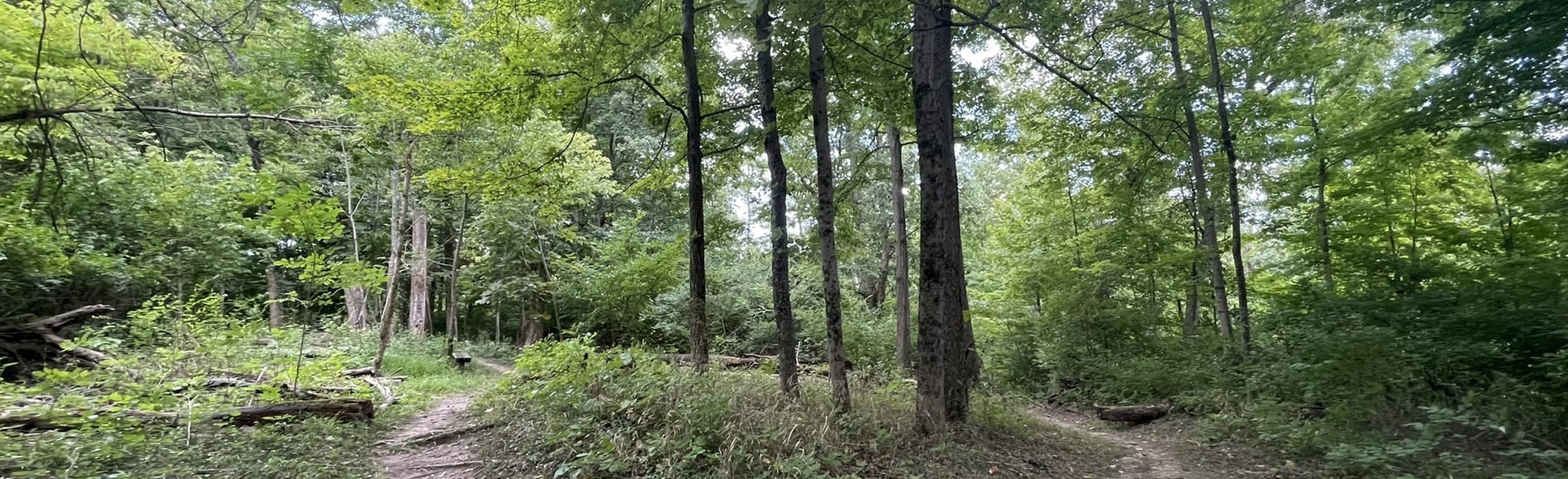 Edgewood Nature Trail, Kentucky - 62 Reviews, Map | AllTrails