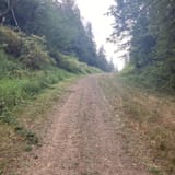 Tolt Pipeline Trail, Washington - 353 Reviews, Map | AllTrails