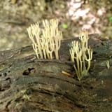 Hard Times Road Trail, North Carolina - 382 Reviews, Map | AllTrails