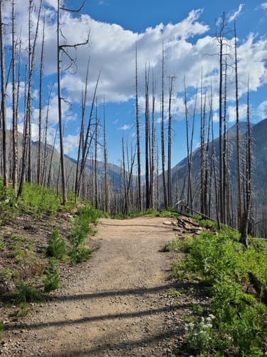 2023 Best Forest Trails in Akamina-Kishinena Provincial Park | AllTrails