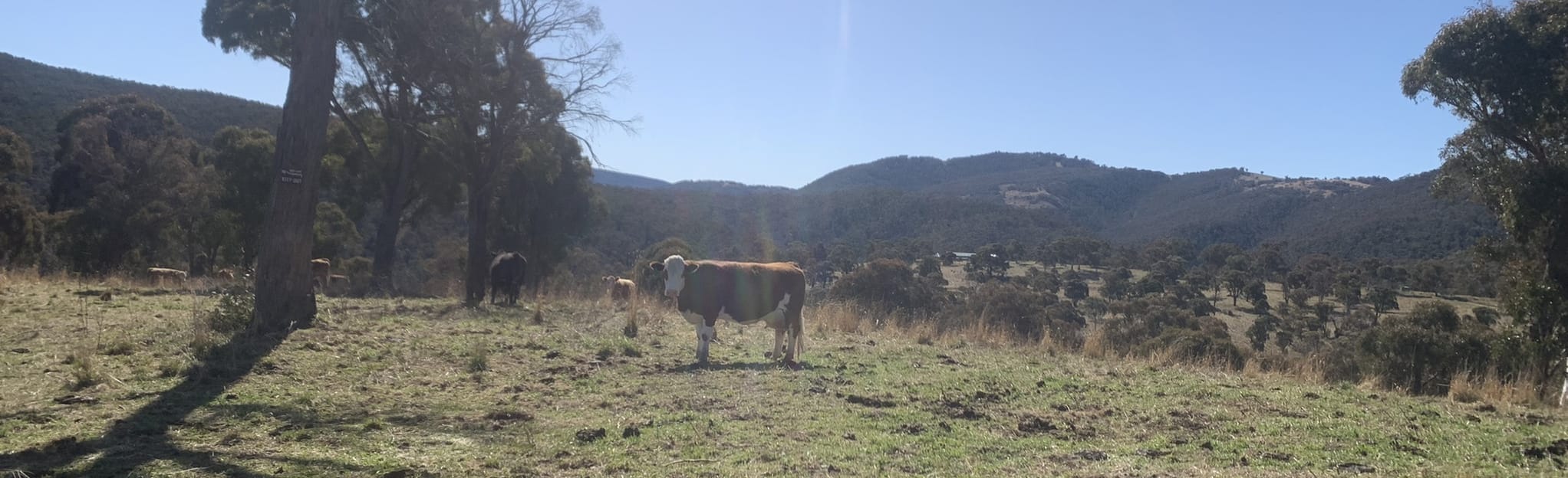 Glebe Point via Kalkite Road - New South Wales, Australia | AllTrails