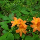 Jacks Knob Trail, Georgia - 135 Reviews, Map | AllTrails