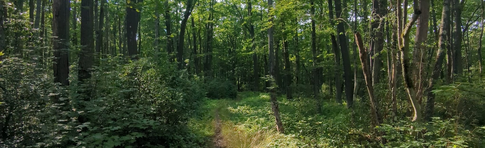 Rimrock Trail Loop | Map, Guide - Pennsylvania | AllTrails