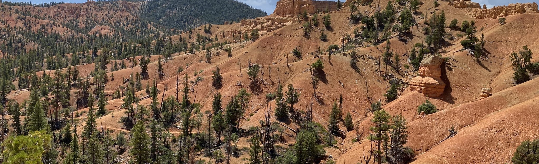 Buckhorn Trail, Utah - 46 Reviews, Map | AllTrails