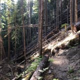 Burley Mountain Trail, Washington - 42 Reviews, Map | AllTrails