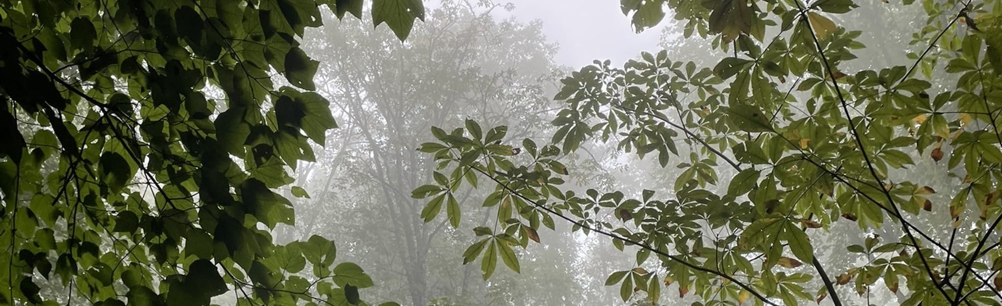 Beech Gap Trail to McGee Springs: 16 Reviews, Map - North Carolina ...