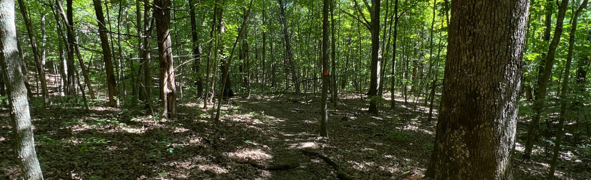 Vilander Bluff Trail, Missouri - 136 Reviews, Map | AllTrails