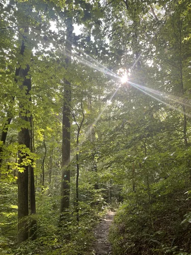 10 Best Hikes and Trails in Frozen Head State Park | AllTrails