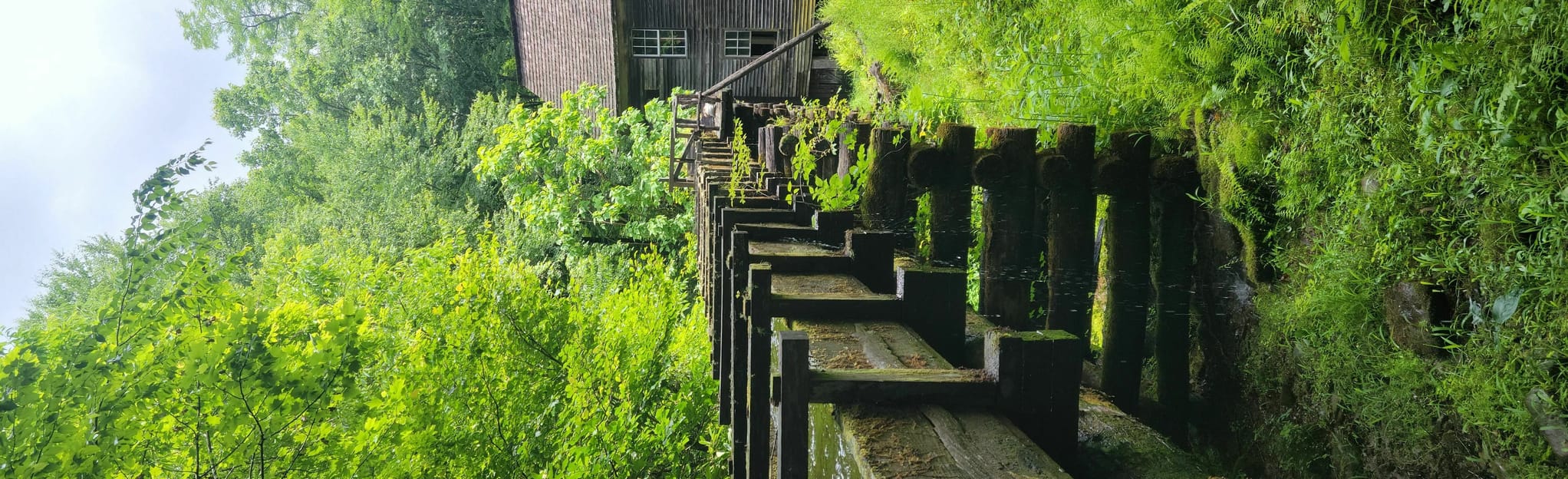 Thomas Divide, Newton Bald and Mingus Creek Trail: 70 Reviews, Map ...