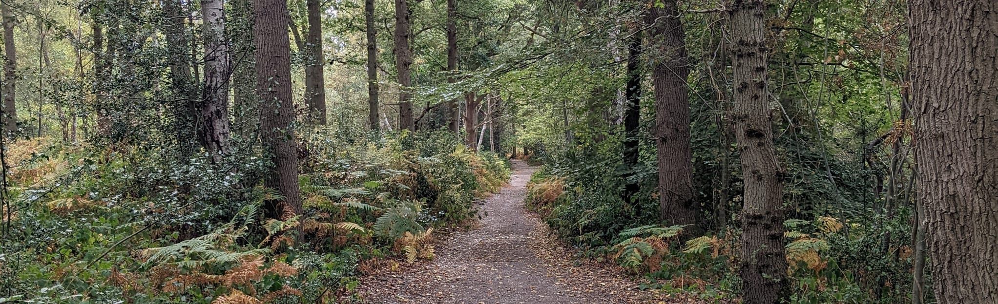 Burnham Beeches and Dorney Woods, 48 Fotos - Berkshire, England | AllTrails