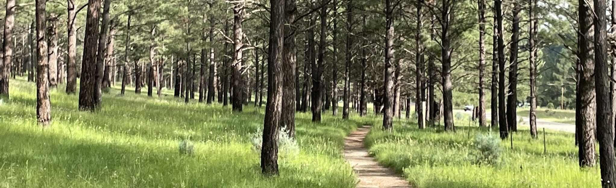 Forest Service Fitness Trail, New Mexico - 186 Reviews, Map | AllTrails