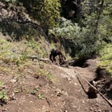 Kakwa Falls Trail, Alberta, Canada - 24 Reviews, Map | AllTrails