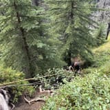 Kakwa Falls Trail, Alberta, Canada - 24 Reviews, Map | AllTrails