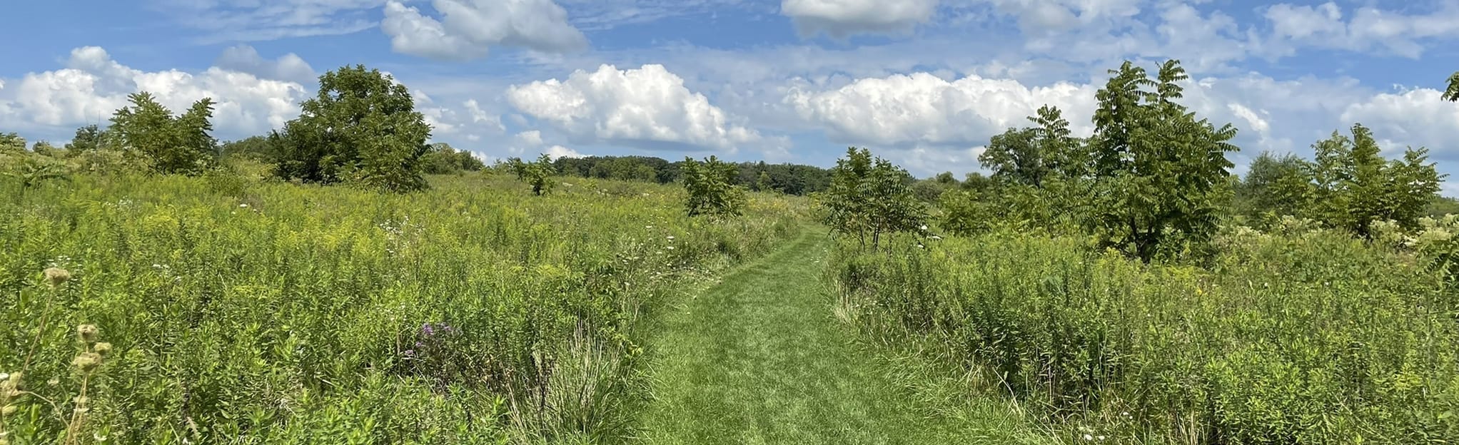 Marengo Ridge Loop Trail, Illinois - 455 Reviews, Map | AllTrails