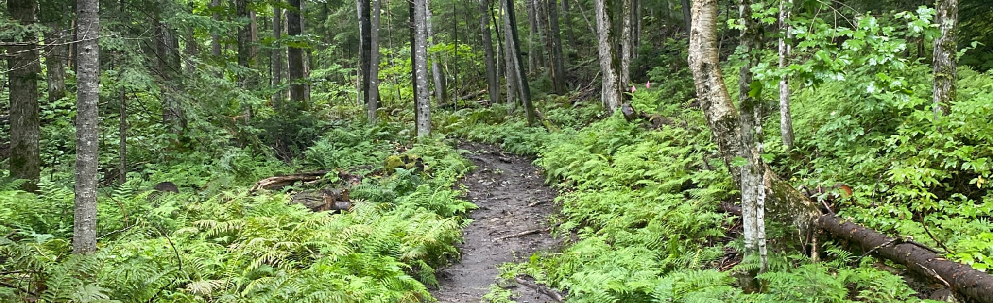Boucle du Sentier 2 et 3, Quebec, Canada - Map, Guide | AllTrails