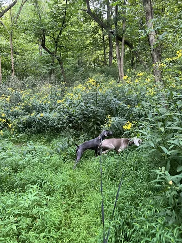 Best Hikes and Trails in Linbrook Woodlands | AllTrails