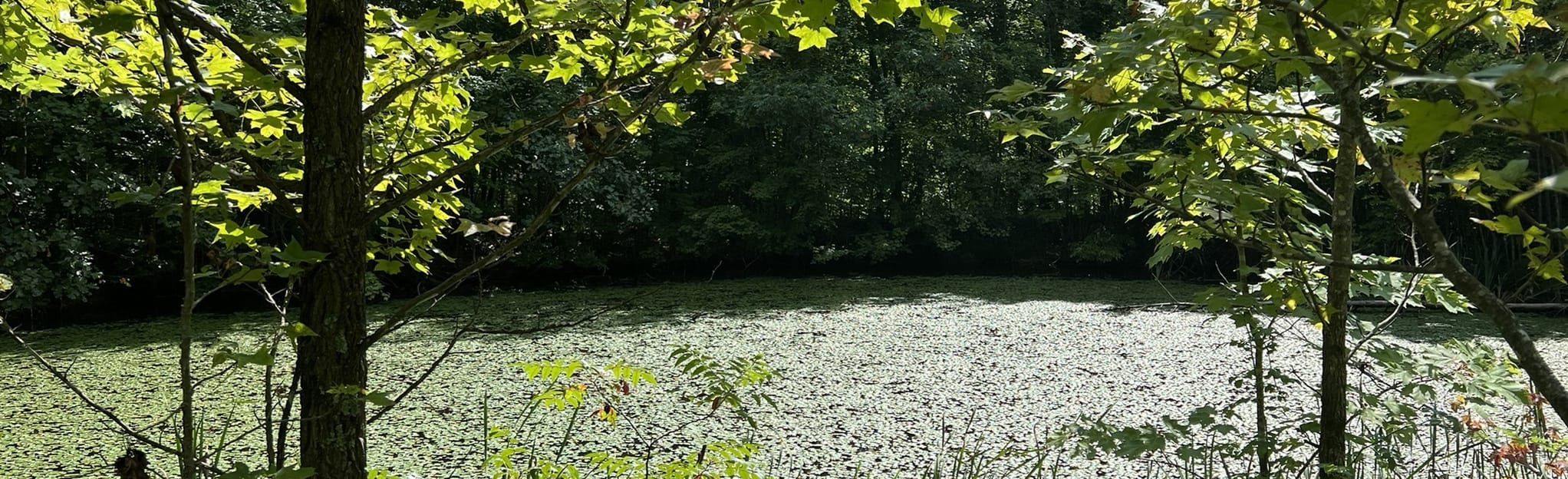 German Ridge Trail, Indiana - 78 Reviews, Map | AllTrails