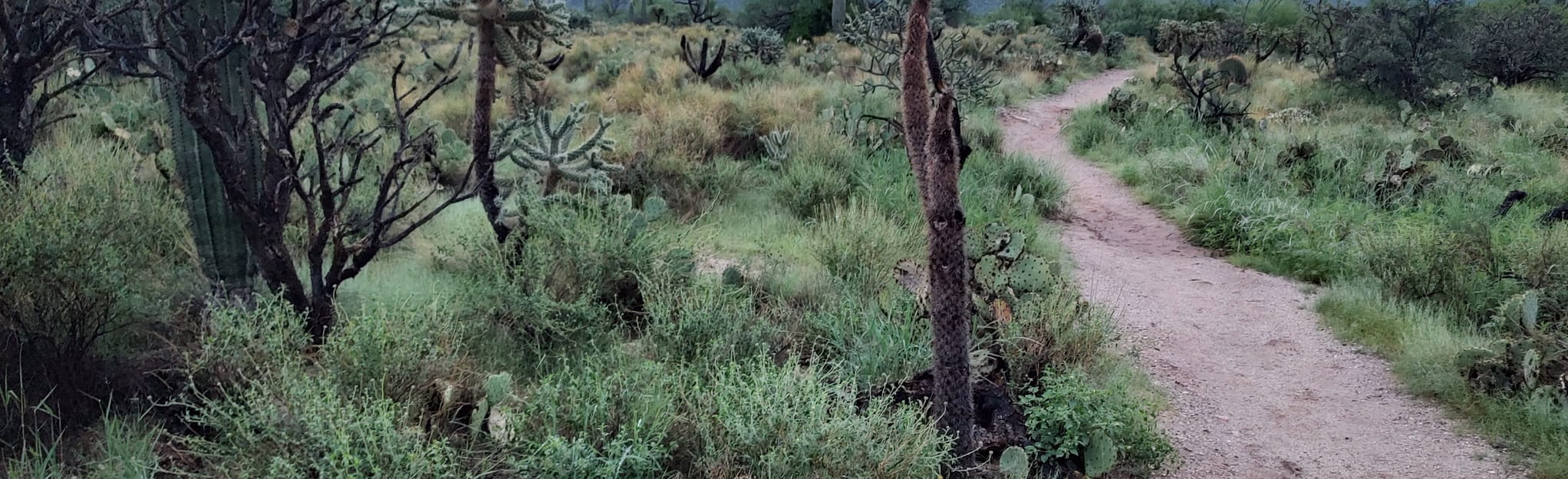 Pink Hill, Loma Verde, Cholla Trail, and Cactus Forest Loop | Map ...