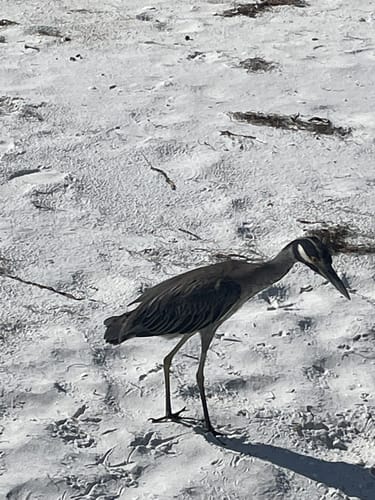 Best Hikes and Trails in Shell Key Preserve | AllTrails