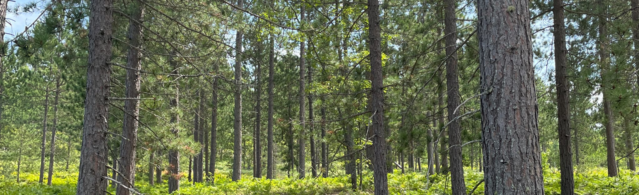 Paradise Pathway: North Loop, Michigan - 15 Reviews, Map | AllTrails