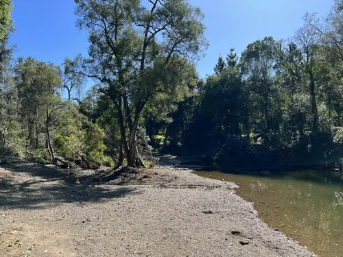 Best Walking Trails in Amamoor State Forest | AllTrails