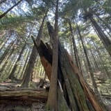 Cedars Mill Trail, British Columbia, Canada - 649 Reviews, Map | AllTrails