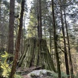 Cedars Mill Trail, British Columbia, Canada - 649 Reviews, Map | AllTrails