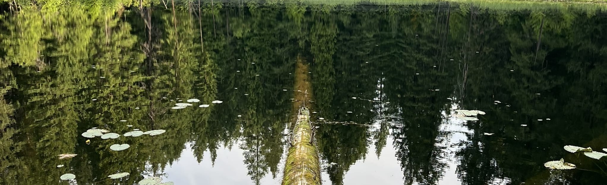 Separation Lake Trail #3536, Oregon - 15 Reviews, Map | AllTrails