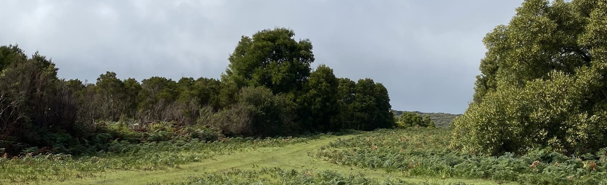 Greens Bush Loop via Two Bays Walking Track: 55 Reviews, Map - Victoria ...