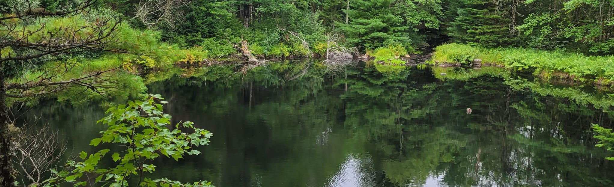 Acacia Valley Loop, Nova Scotia, Canada - 77 Reviews, Map | AllTrails