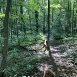 The Blue Ridge Escarpment, North Carolina - 159 Reviews, Map | AllTrails