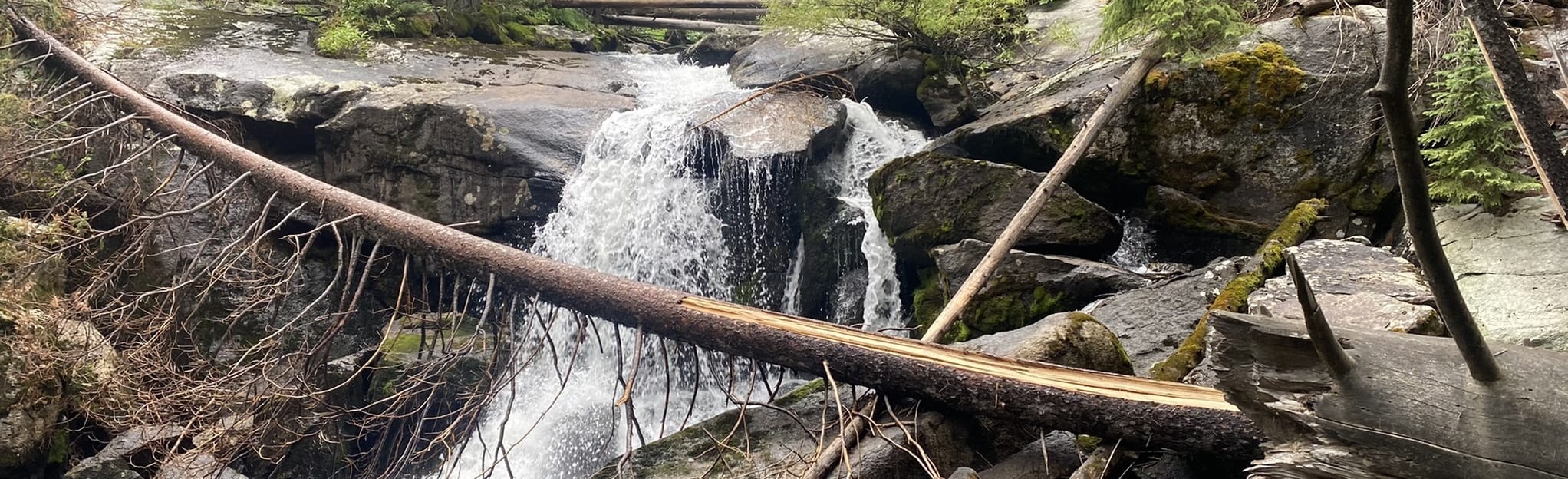 East Pintler Loop, Montana - 2 Reviews, Map | AllTrails