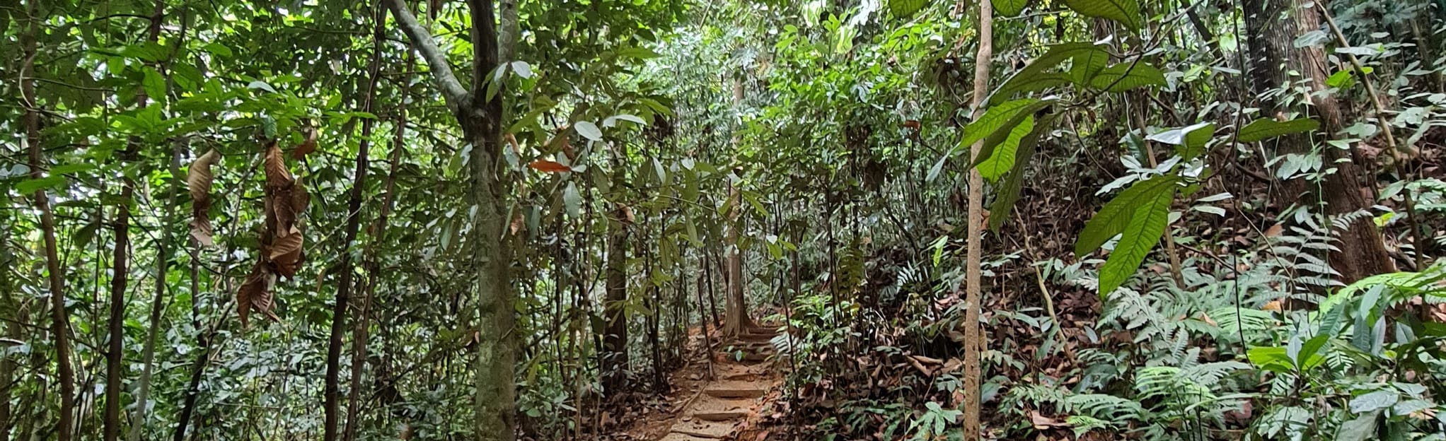 Bukit Nanas Forest Reserve Trail: 74 foto's - Kuala Lumpur, Maleisië ...